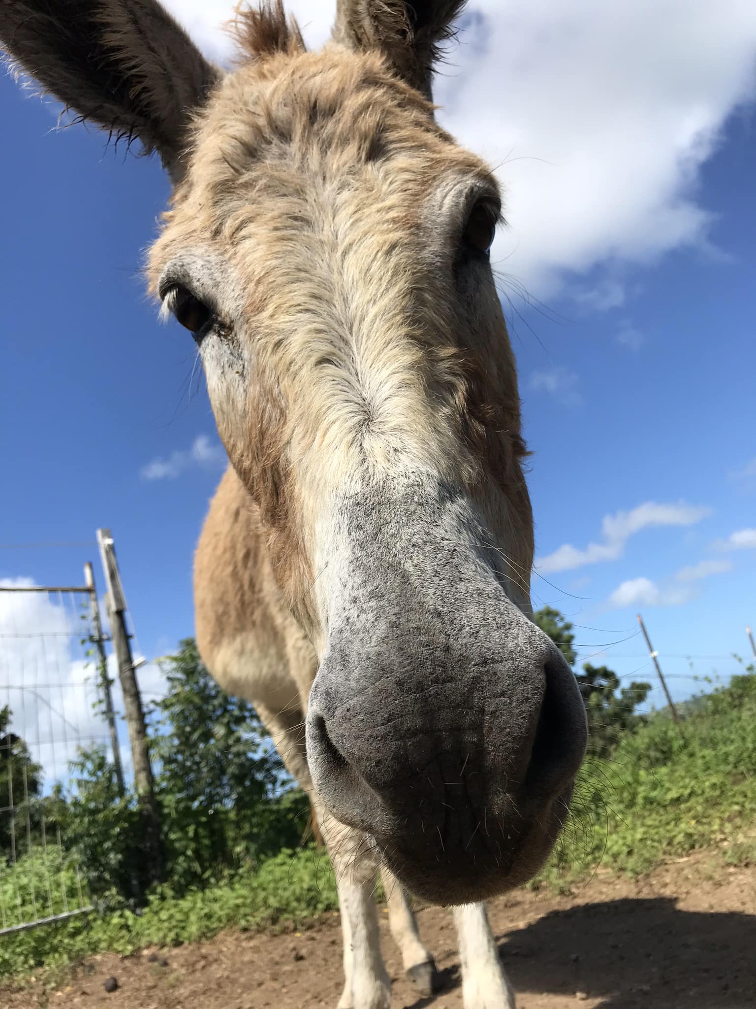 The Antigua Donkey Sanctuary (Non Profit-FREE Activity) - my Caribbean ...