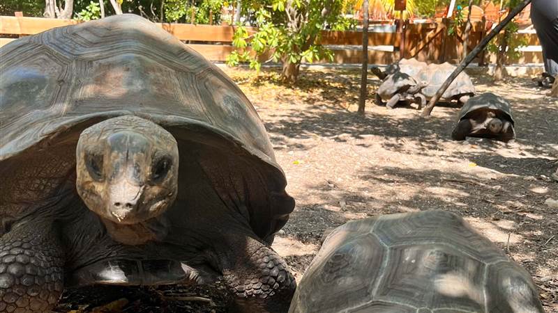Laviscount Island (The Giant Tortoise Tour) - my Caribbean Explorer